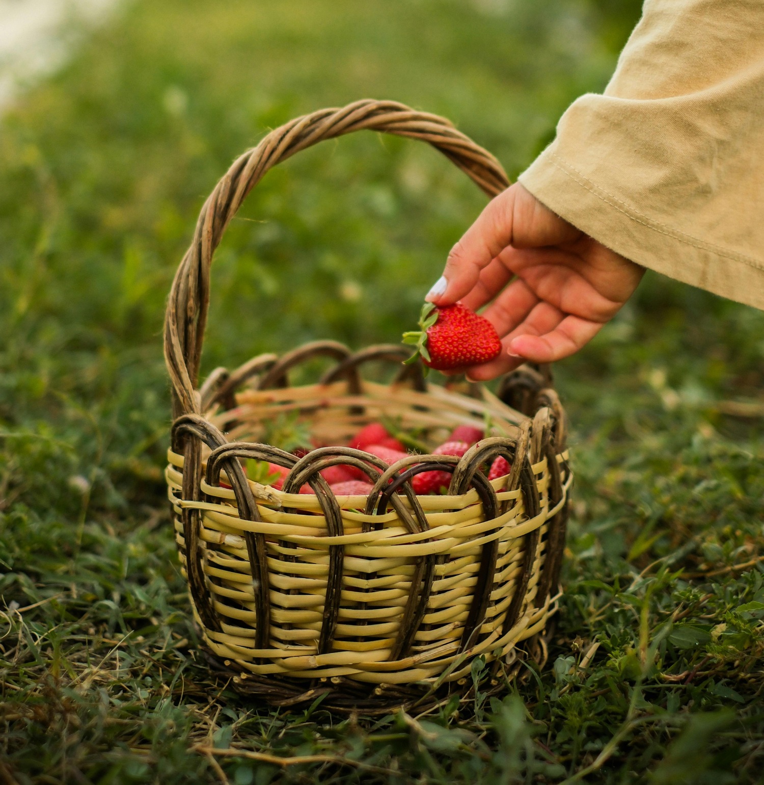 U-Pick Berries: Summer in Vancouver - Vancouver Mom