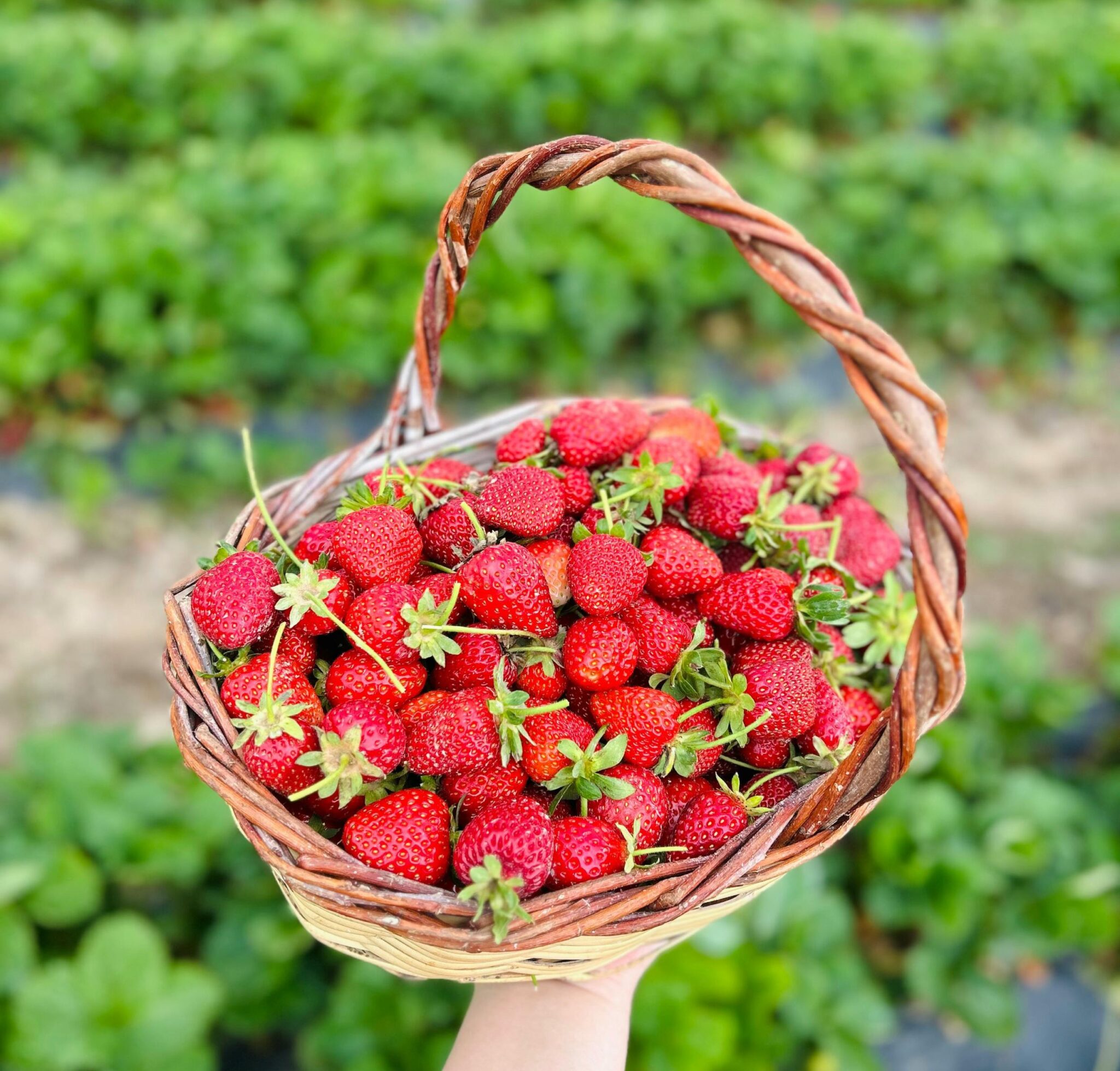 Best U-Pick Strawberry Farms in Metro Vancouver - Vancouver Mom